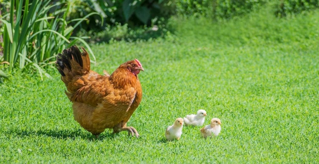 Chicken and Poultry Feeds | Thompson and Redwood
