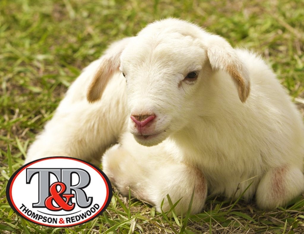 Quick Guide to Feedlotting Lambs - Thompson and Redwood