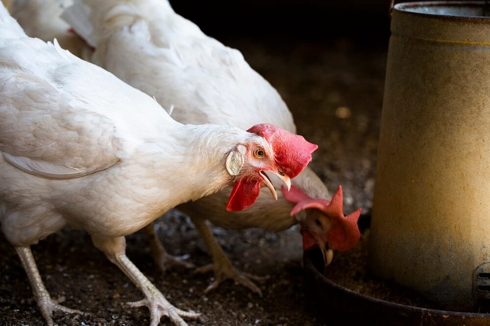Poultry Range Testimonials - Thompson and Redwood