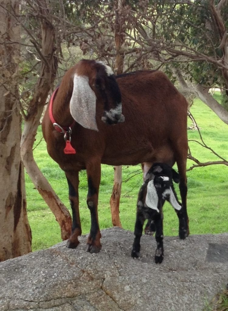 Ruminant Feed Testimonials - Thompson and Redwood