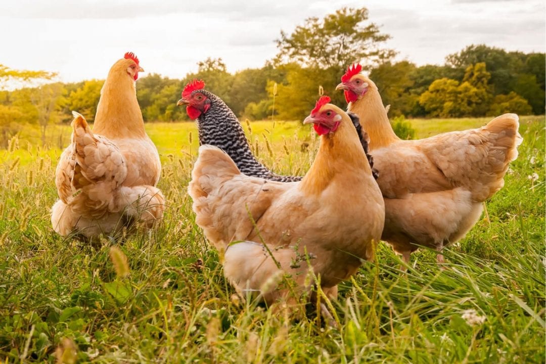 What is Laying Mash? - Thompson and Redwood