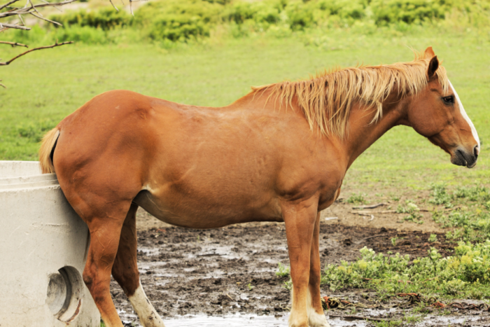 Causes and Management of Itch in Horses - Thompson and Redwood