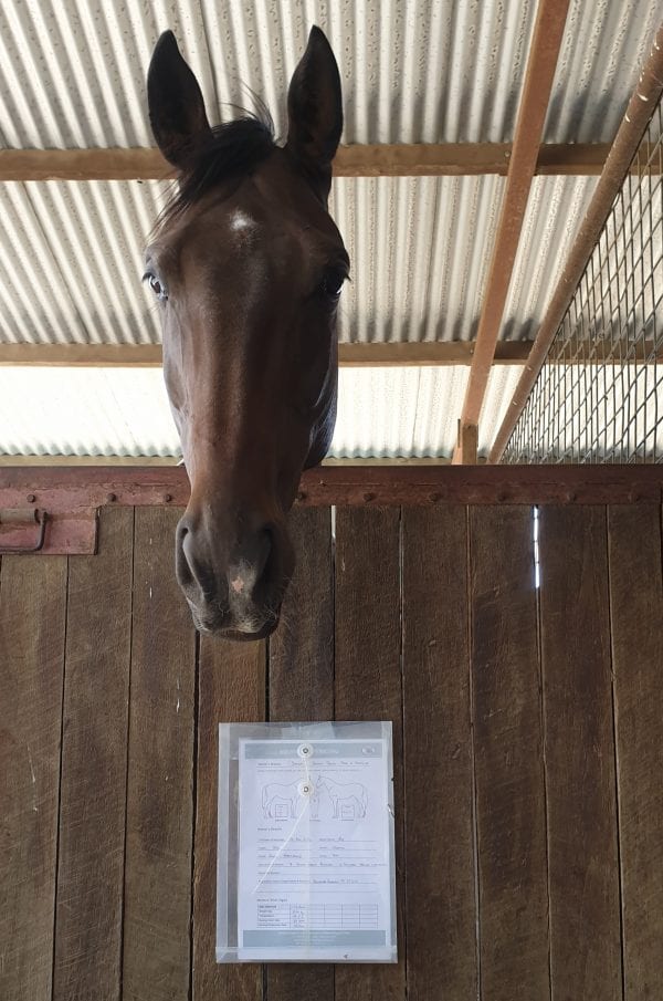 FREE PRINTABLE EQUINE HEALTH RECORD Thompson and Redwood