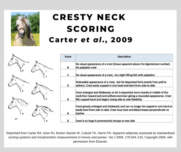 Body Condition Scoring Horses - Thompson and Redwood