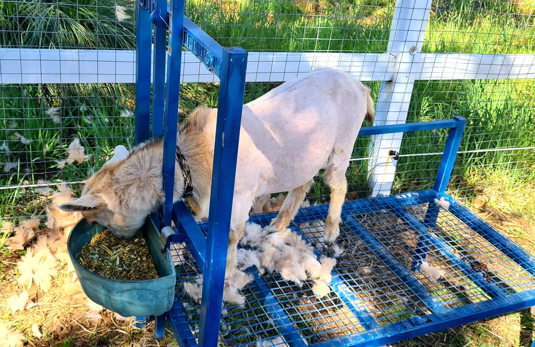 Preparing Goats for the Perth Royal Part 1 - Thompson and Redwood