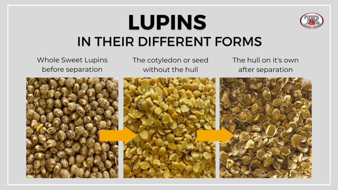 Lupin Hulls Explained - Learn more about the super fibre!