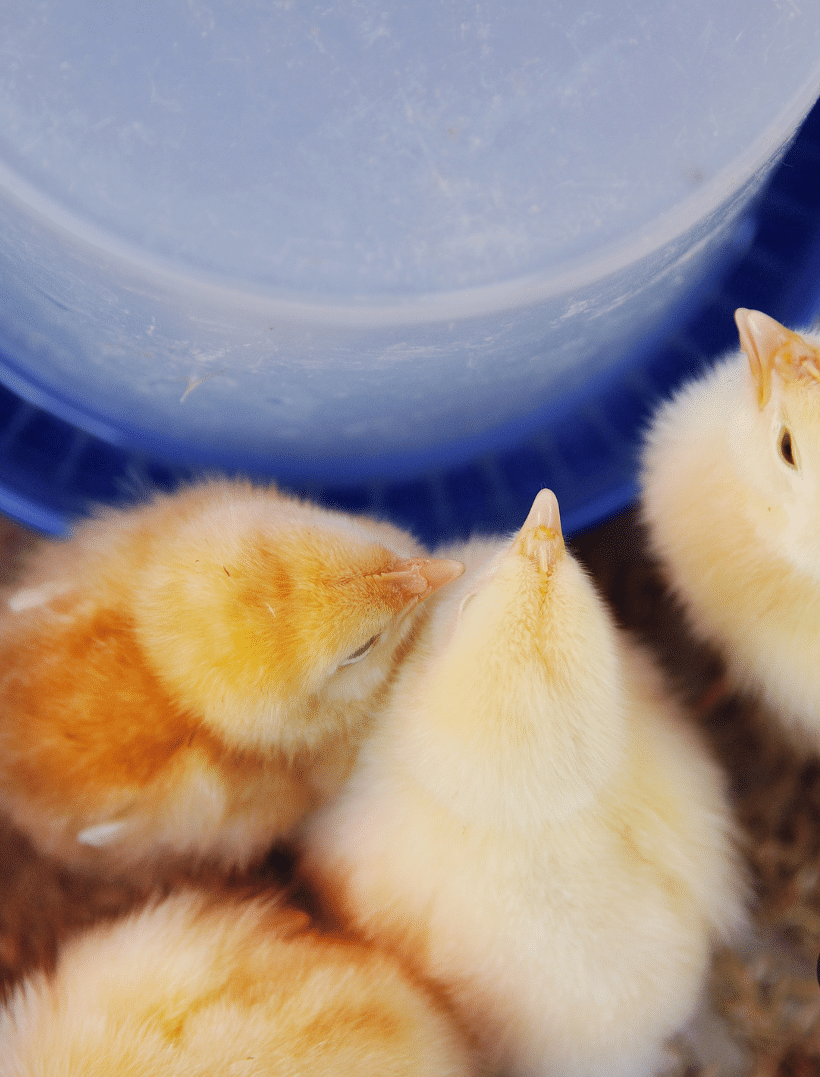 Chick Starter & Grower Crumbles - Now with Regano - BLOG