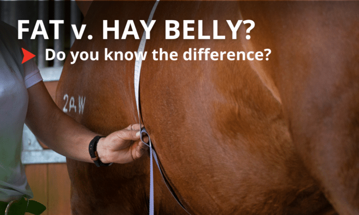 Fat Horse or Hay Belly? And what causes it? BLOG