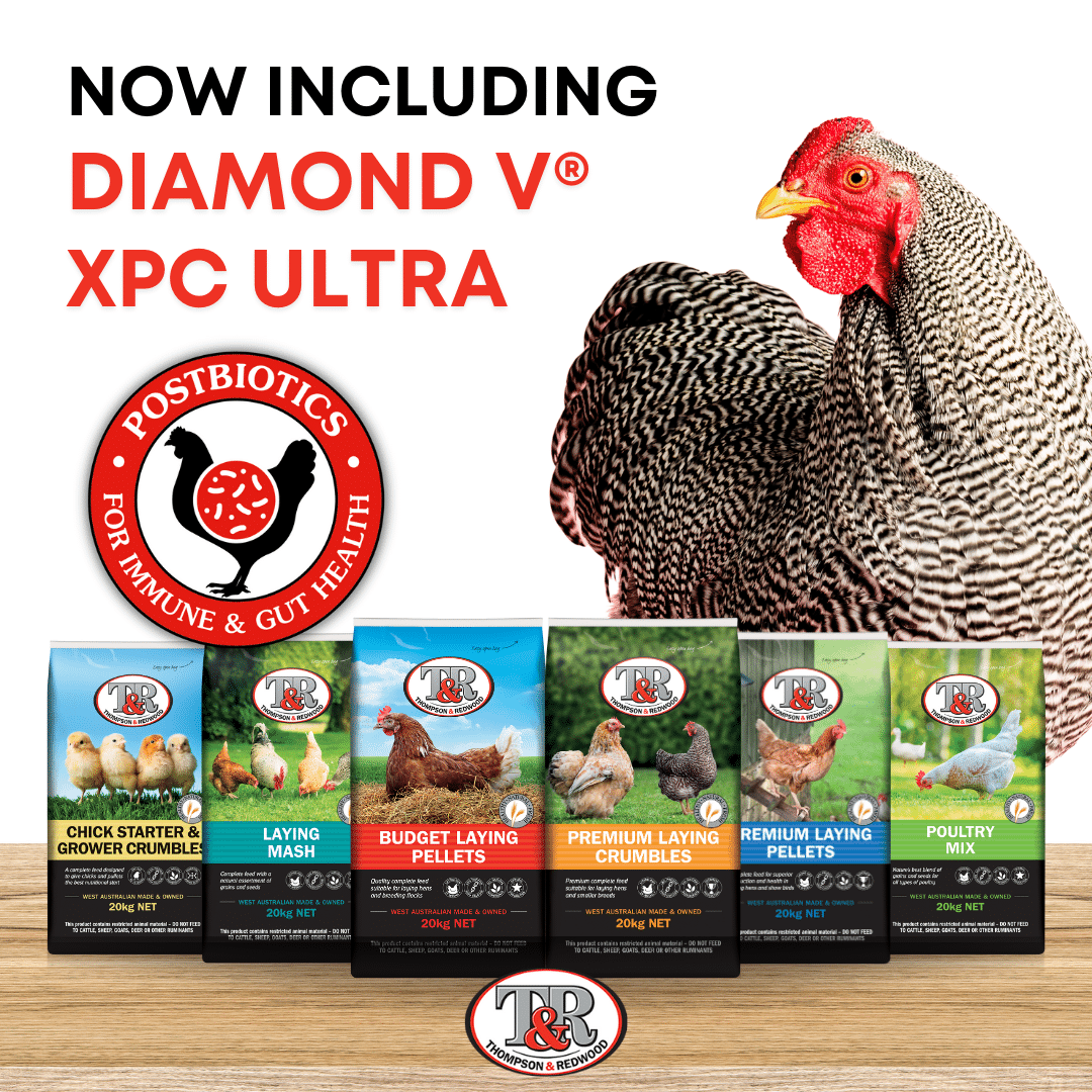 How do chickens digest their feed? BLOG