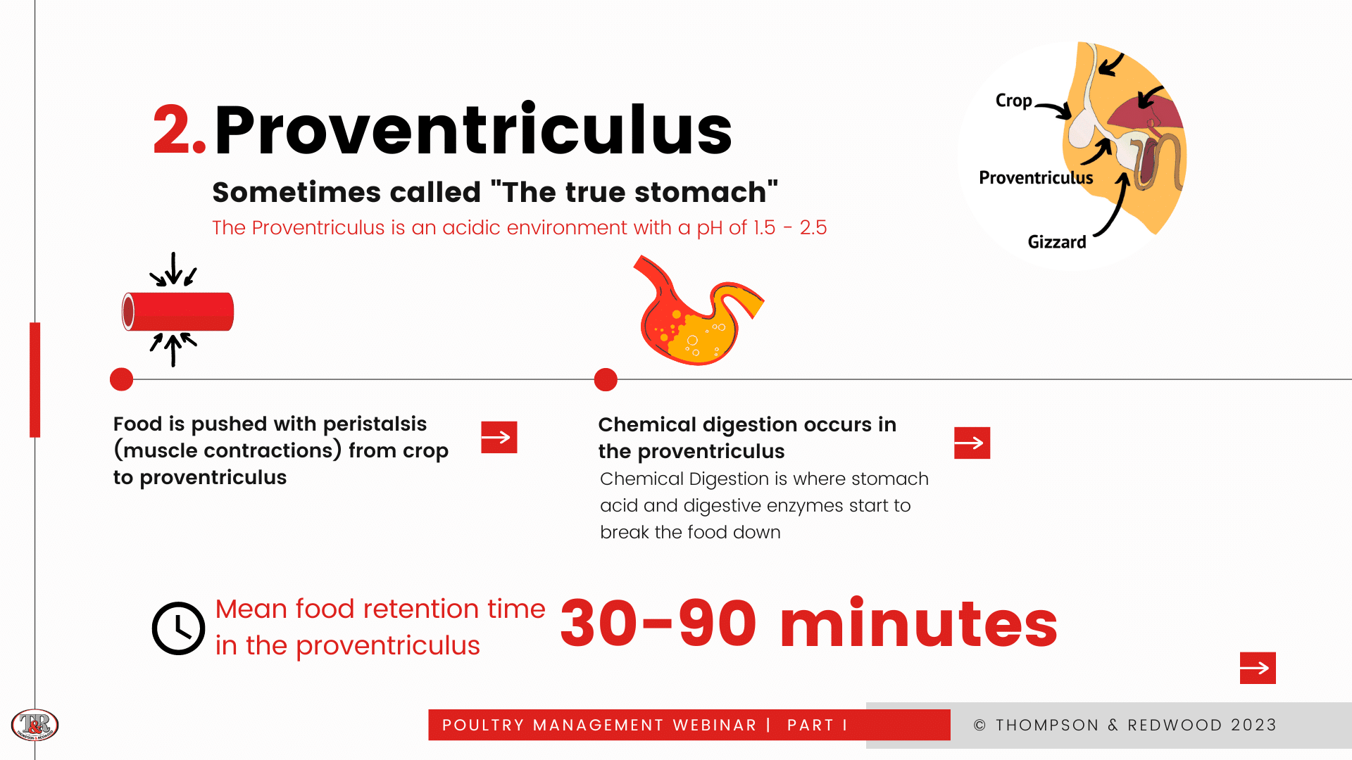 How do chickens digest their feed? BLOG