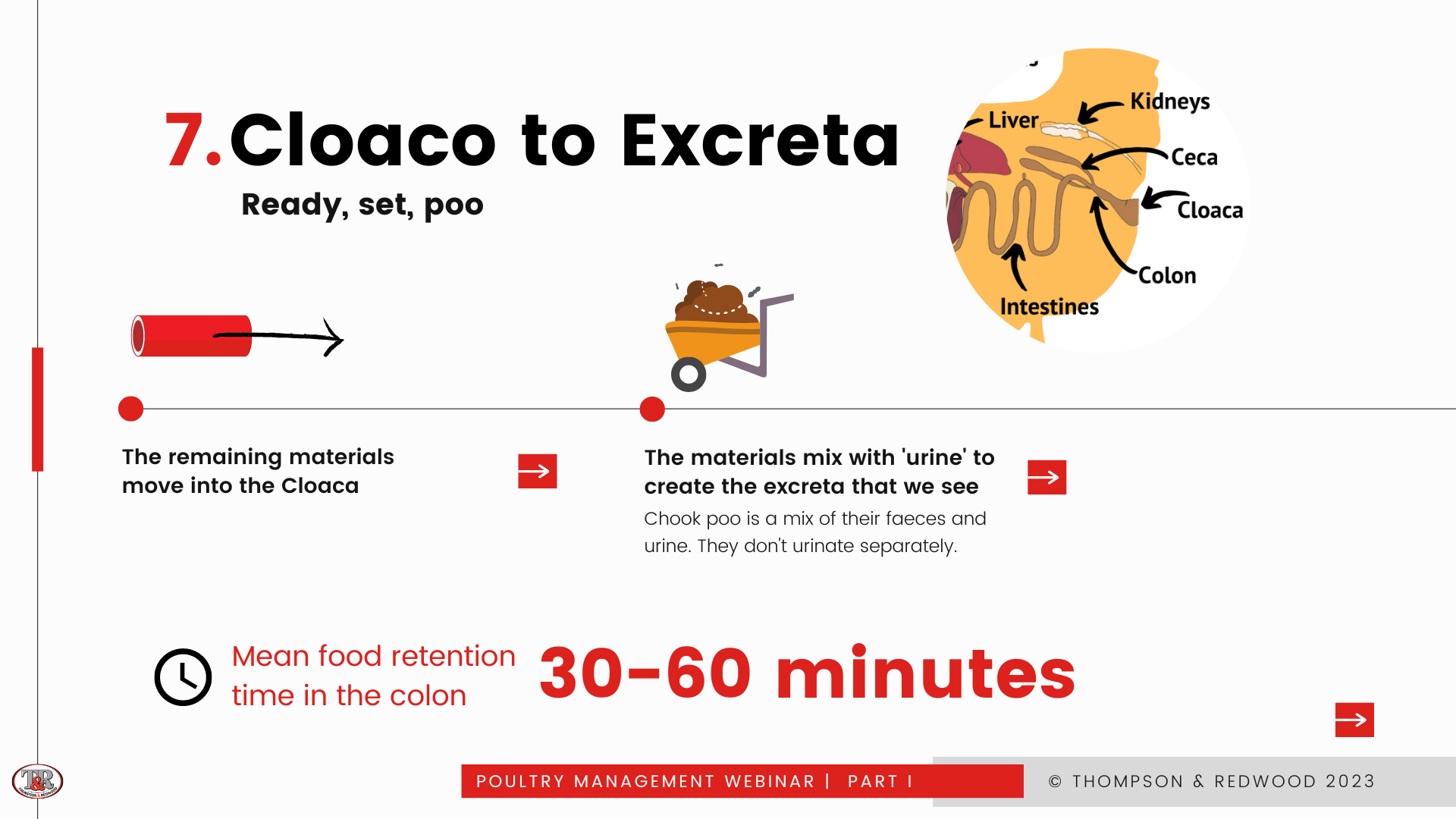 How do chickens digest their feed? BLOG