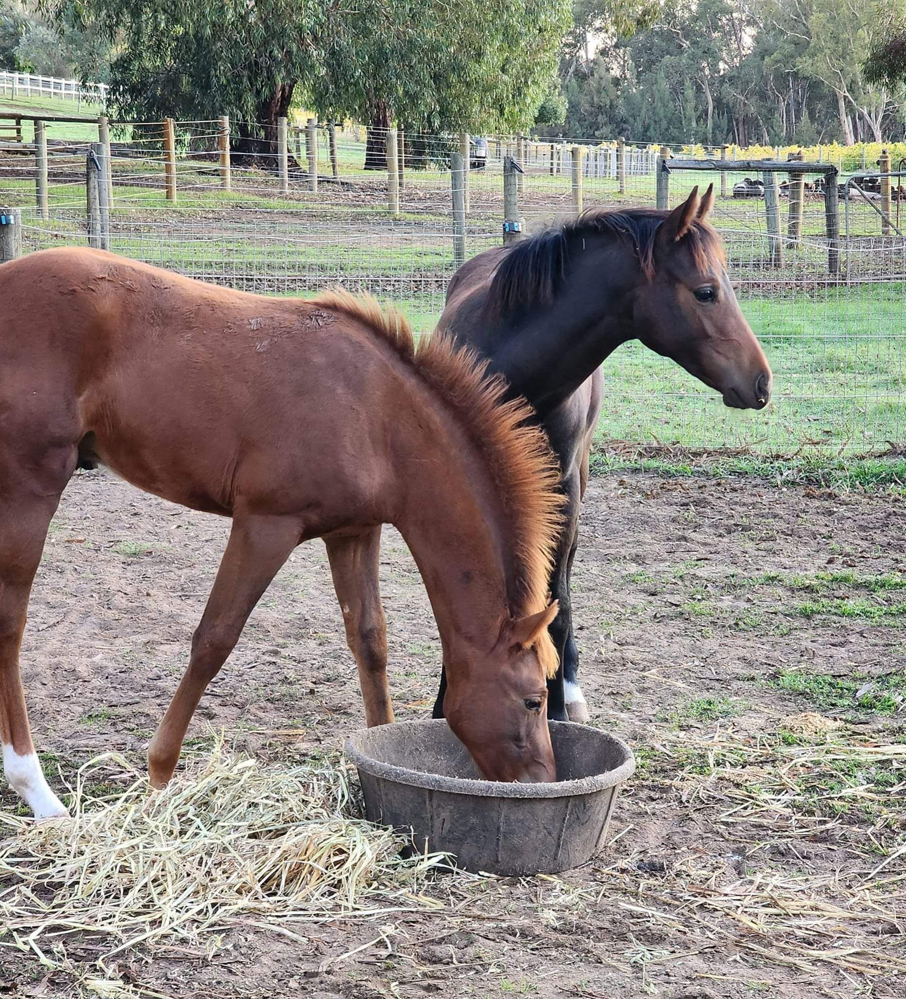 5 Hot Tips for Weaning Foals with Leeara Park - BLOG