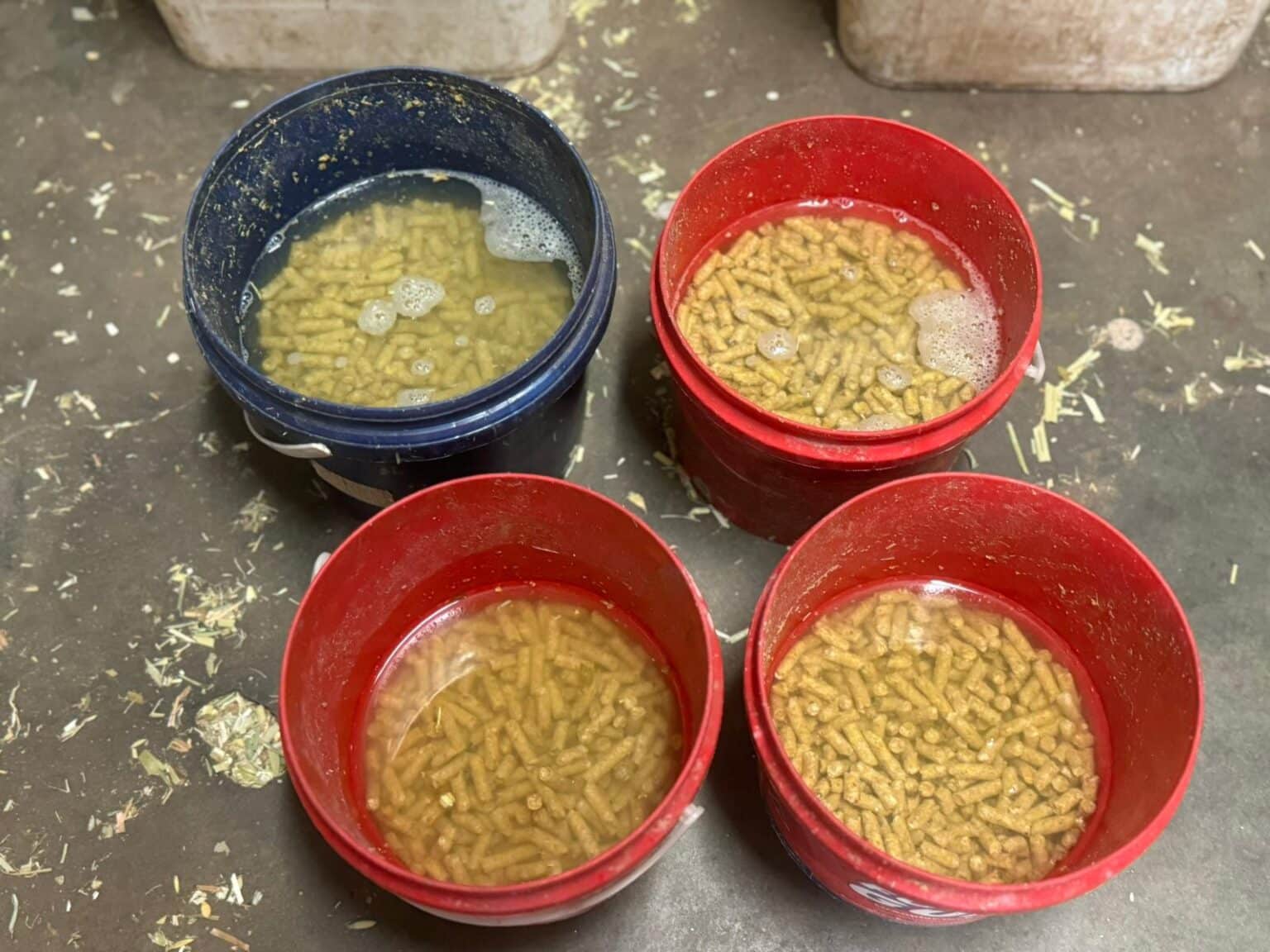 The Miracle Cubes! Our experience with Lupin Fibre Cubes - BLOG